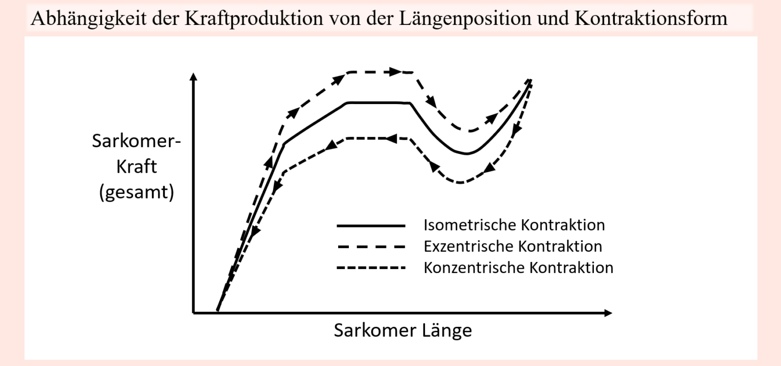 Grundpfeiler des Kraftsports - 2b1 Performance - Education
